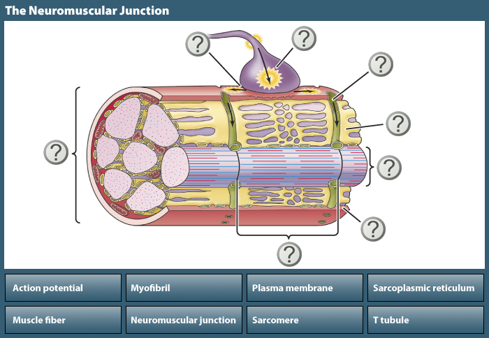 Neuromuscular Junction Model Labeled