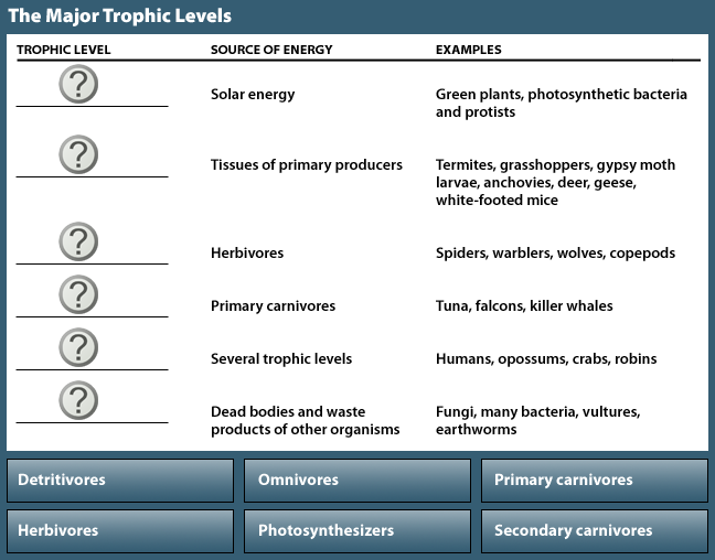 Trophic Level Activities