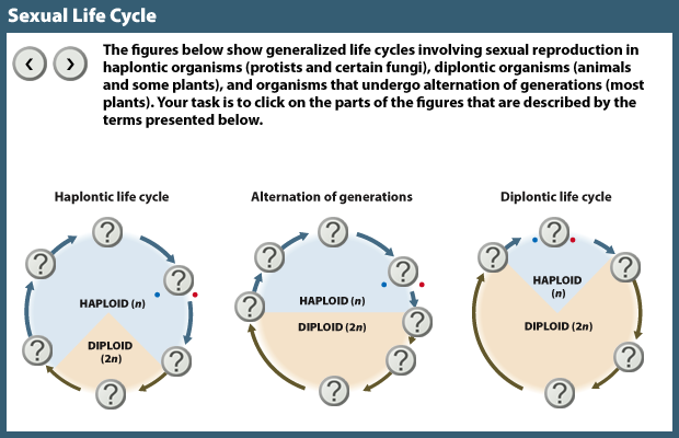 Human Reproduction Cycle Diagram