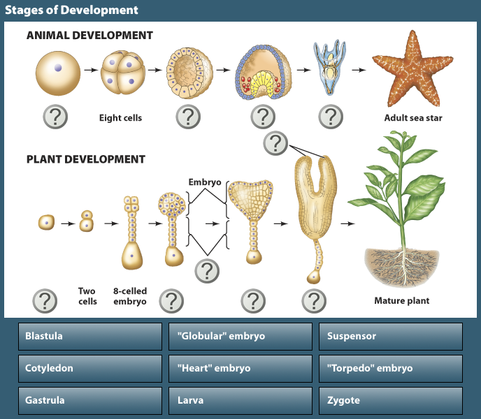animal embryo development
