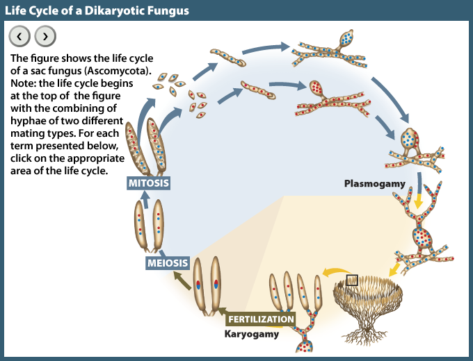 Ascomycota Life Cycle