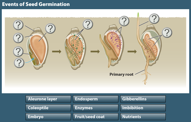 How Do Gibberellins Promote Seed Germination